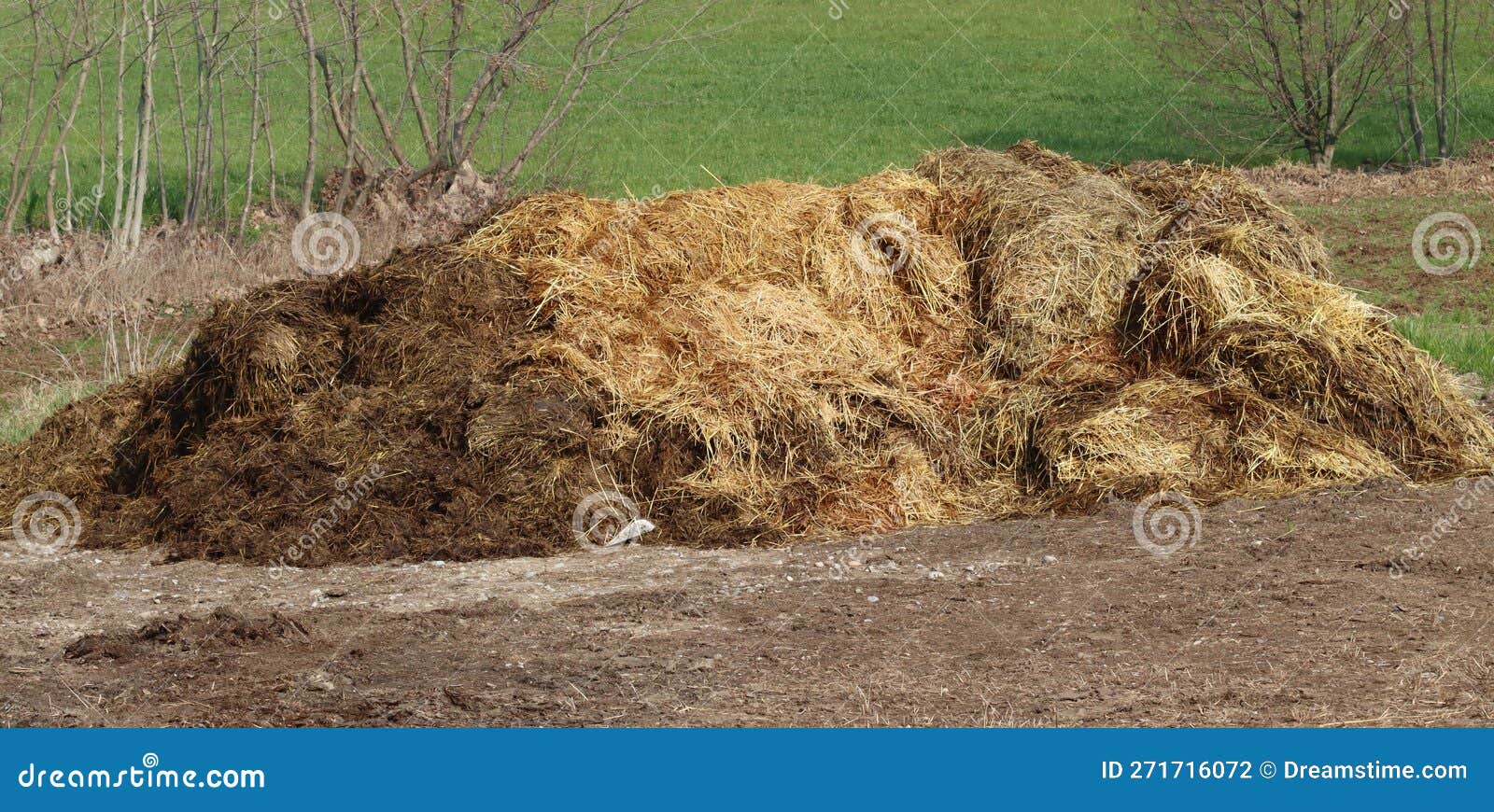 Cattle Manure Mixed with Mature Straw for Fertilizing- Stock Photo ...