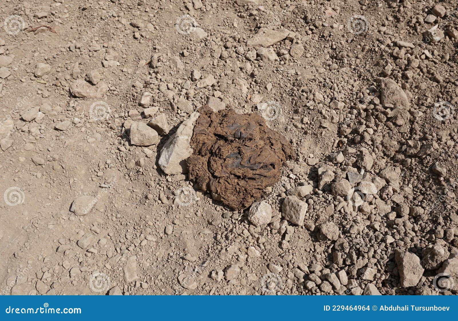 Cattle manure in the soil stock photo. Image of grass - 229464964