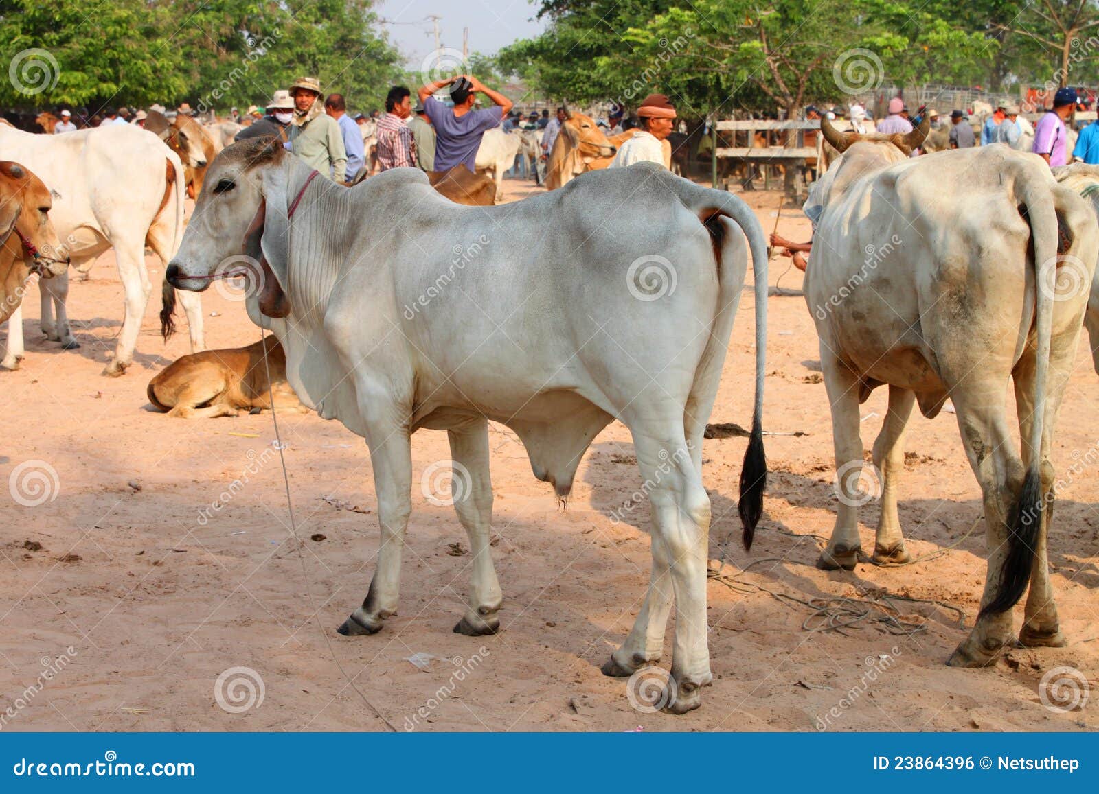 Cattle market editorial photo. Image of agricultural - 23864396