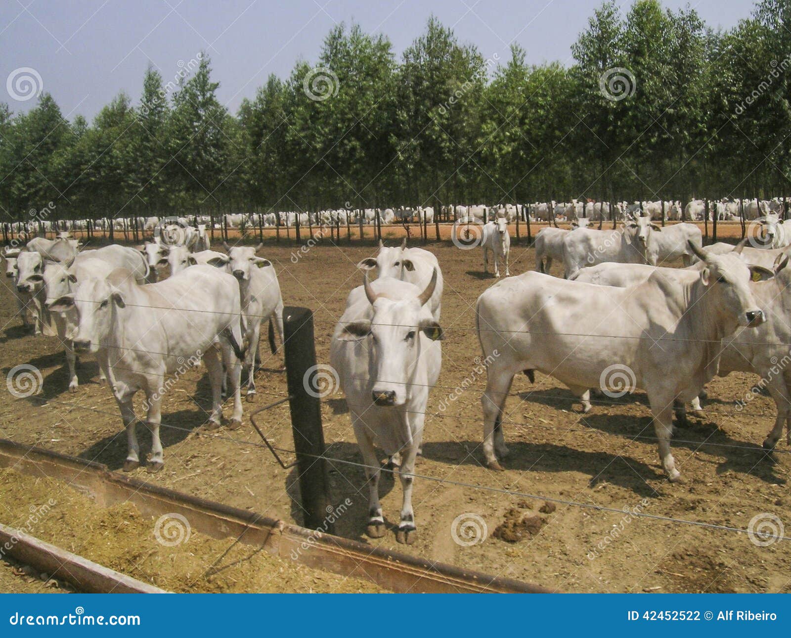 Cattle editorial photography. Image of agribusiness, bovine - 42452522