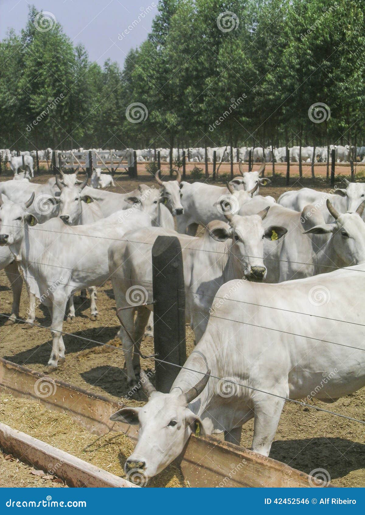 Cattle editorial photo. Image of fence, cattle, bovine - 42452546