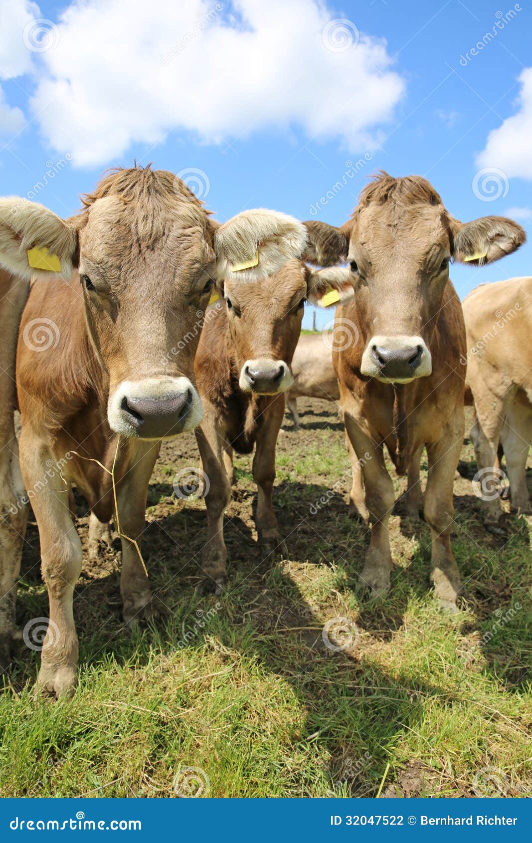 Cattle stock photo. Image of animal, allgau, germany - 32047522
