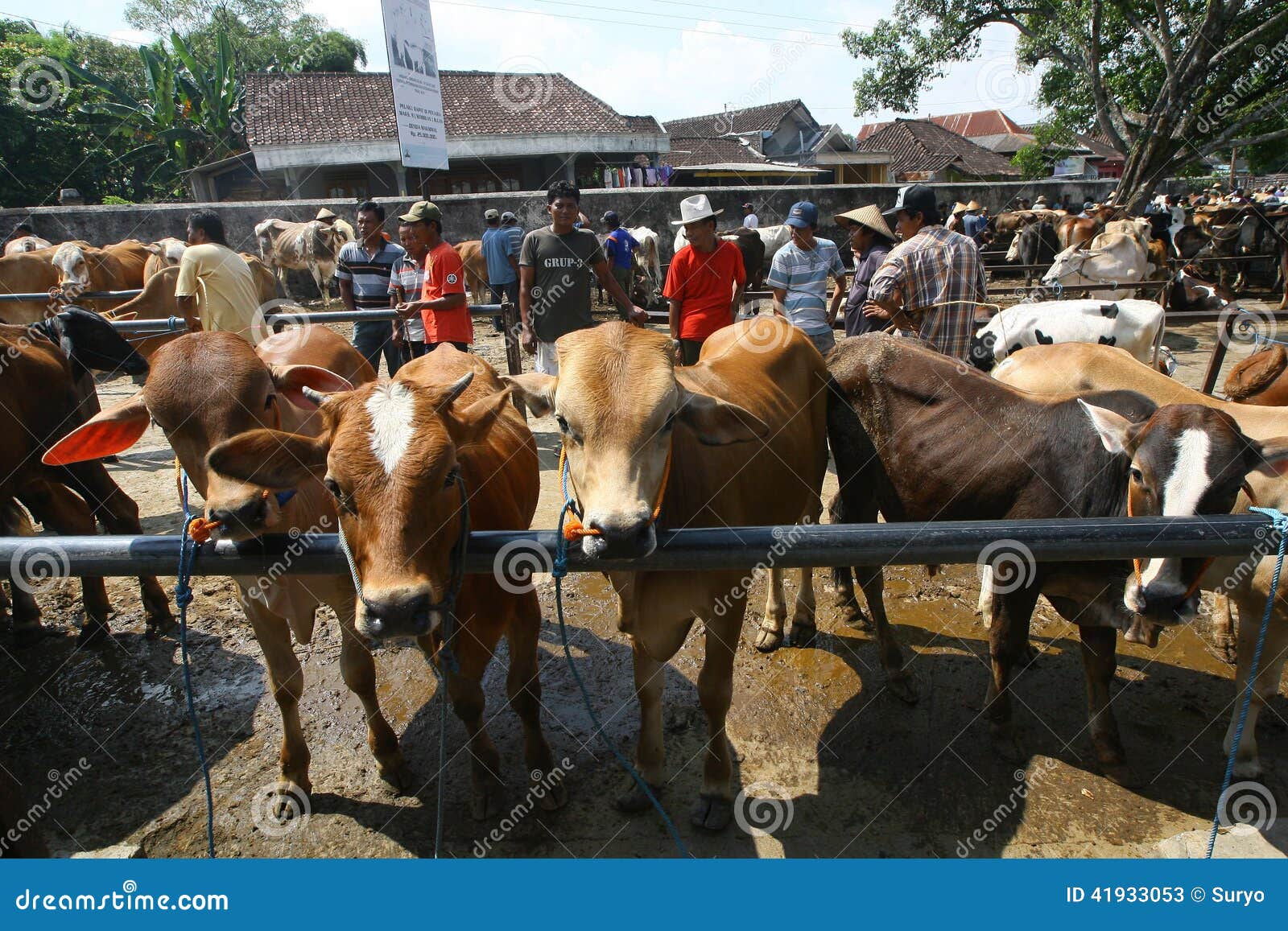 Cattle editorial stock photo. Image of klaten, cattle - 41933053