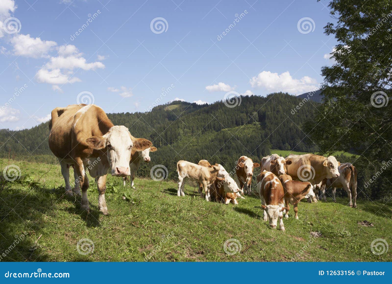 Cattle at mountain pasture stock photo. Image of blue - 12633156