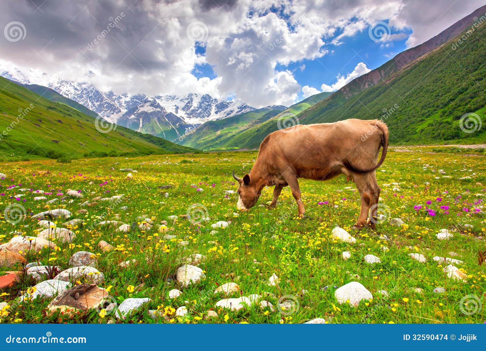 Cattle on a Mountain Pasture Stock Photo - Image of graze, alpine: 32590474