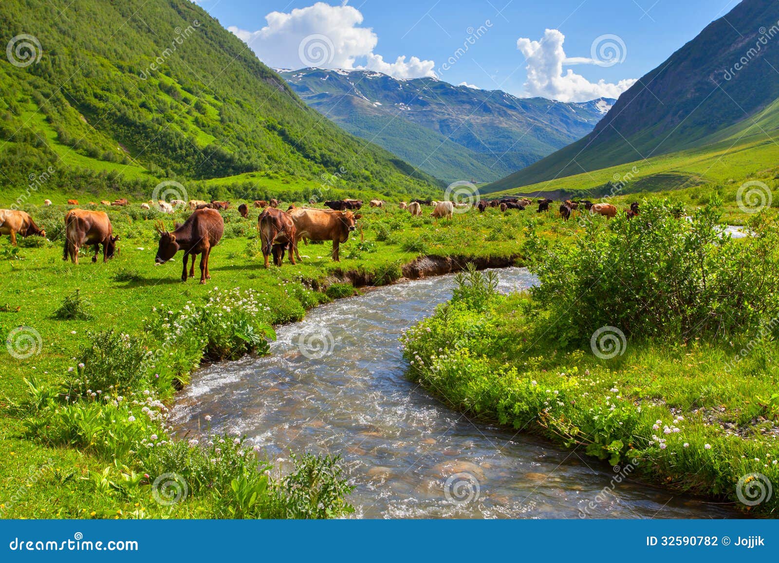 Cattle on a Mountain Pasture. Stock Photo - Image of colorful, milk ...