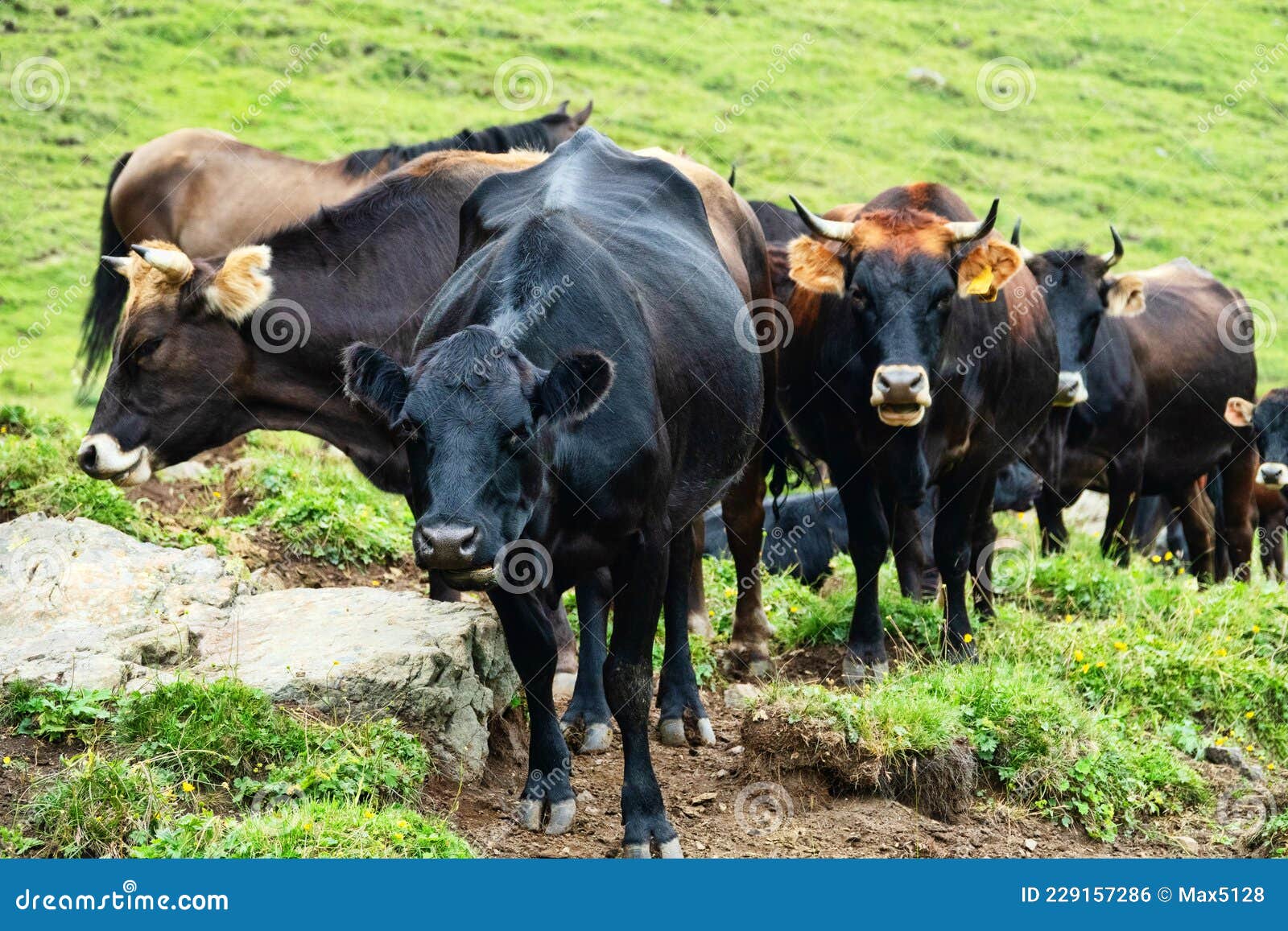 Cattle in Mountain Pastures Stock Photo - Image of farming, animal ...