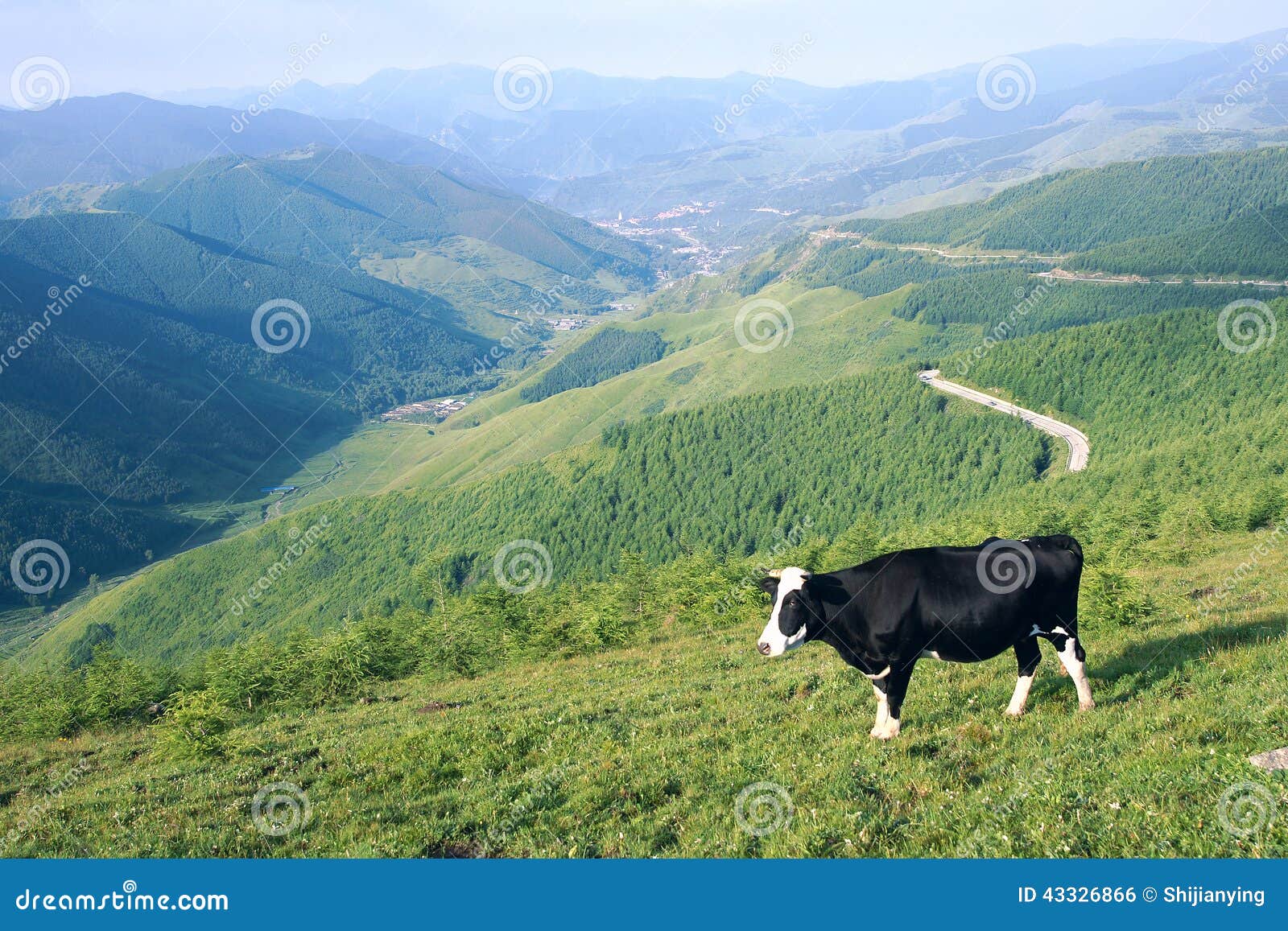 Cattle in mountain stock photo. Image of animal, mammal - 43326866