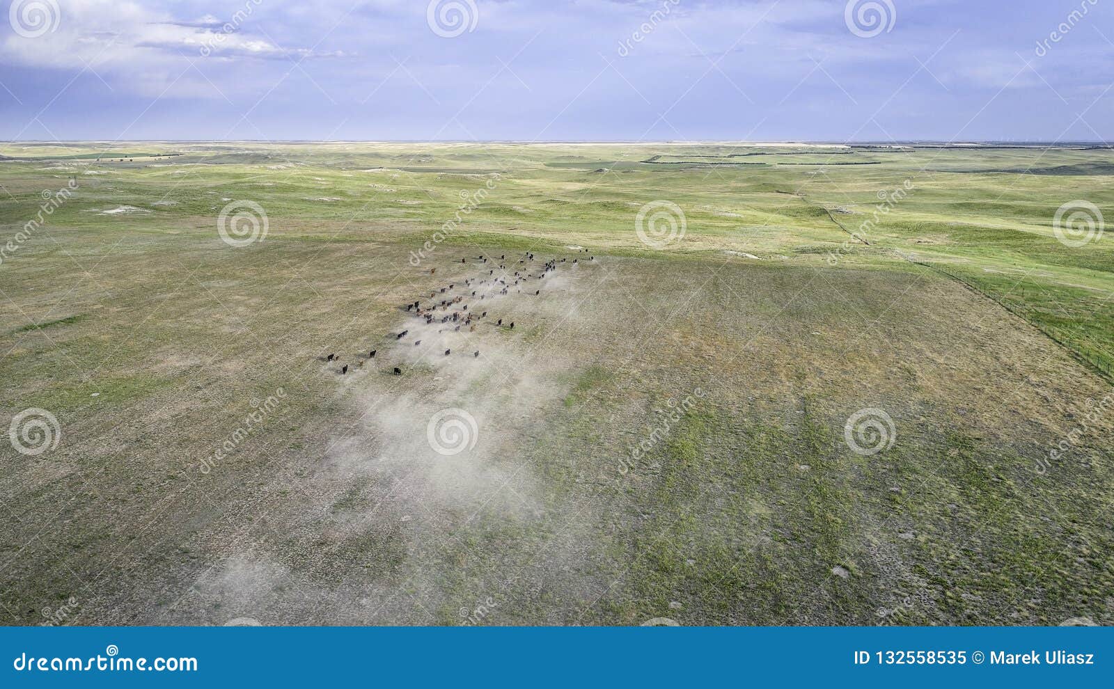 Cattle on a Dry Prairie in Western Nebraska Stock Image - Image of ...