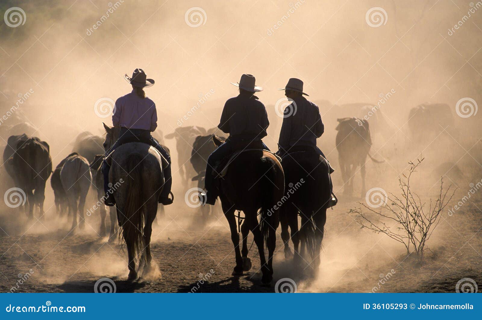 Cattle Muster Stock Photo | CartoonDealer.com #30478584