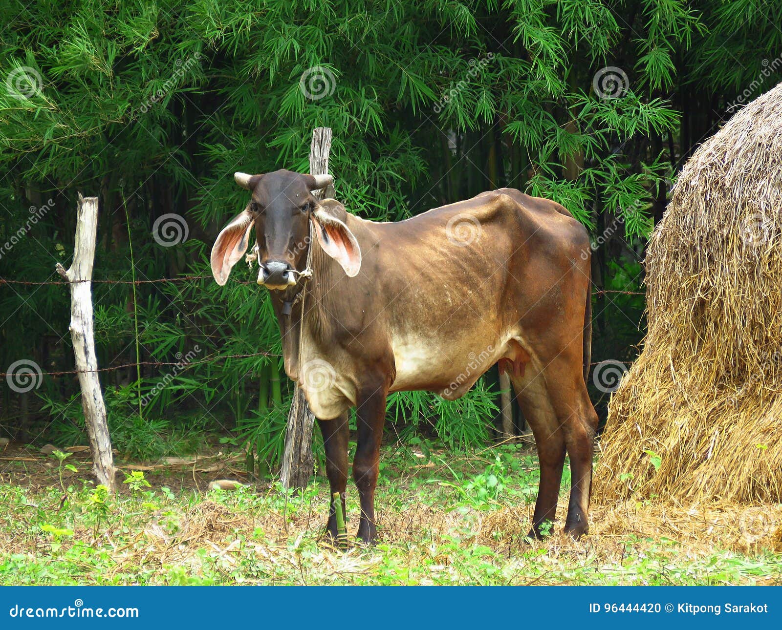 Cattle near the haystack stock photo. Image of beef, grazing - 96444420