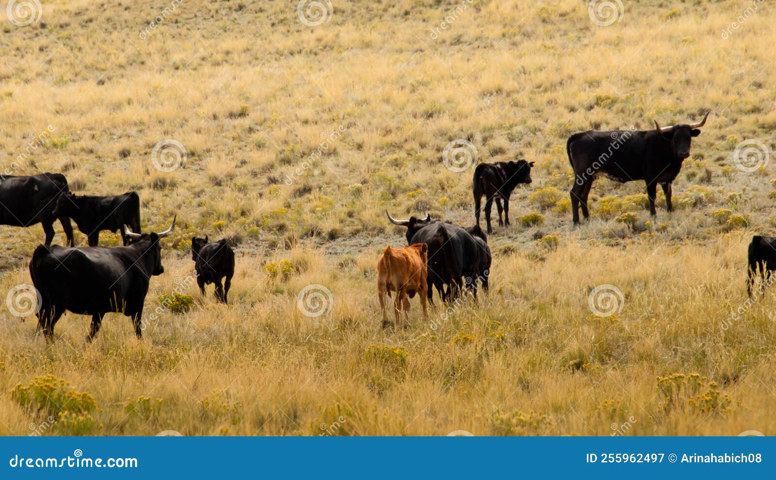 Open range cattle stock image. Image of green, landscape - 255962497