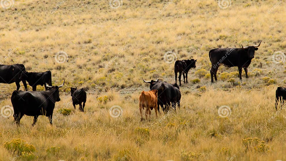 Open range cattle stock image. Image of green, landscape - 255962497