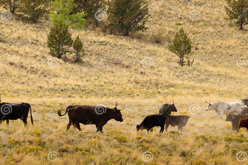 Open range cattle stock image. Image of colorado, agriculture - 255966779