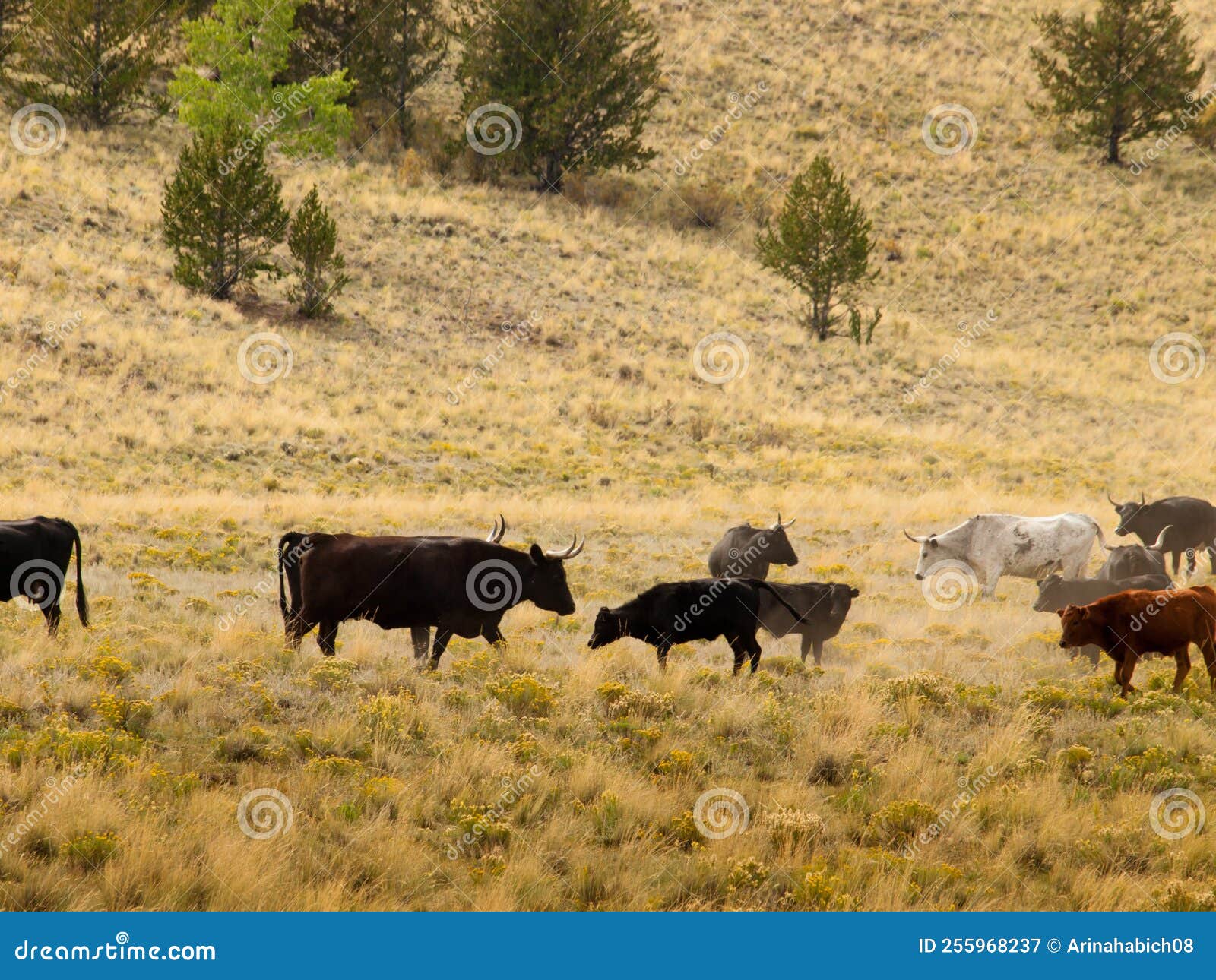 Open range cattle stock image. Image of agriculture - 255968237
