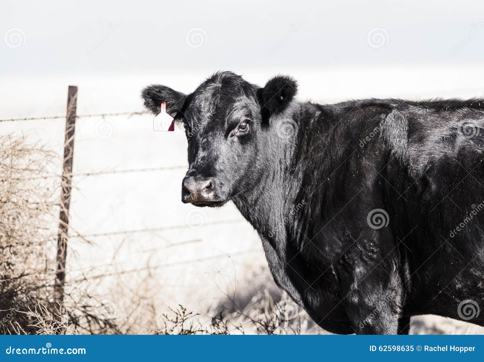 Cattle on the Open Range in Rural Colorado Stock Image - Image of ...