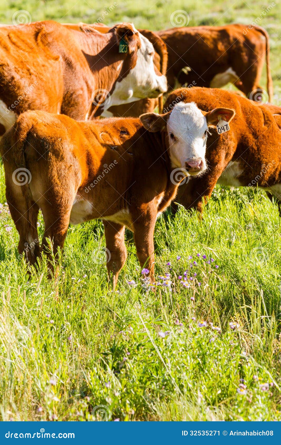 Cattle stock image. Image of beef, domestic, bloom, cows - 32535271