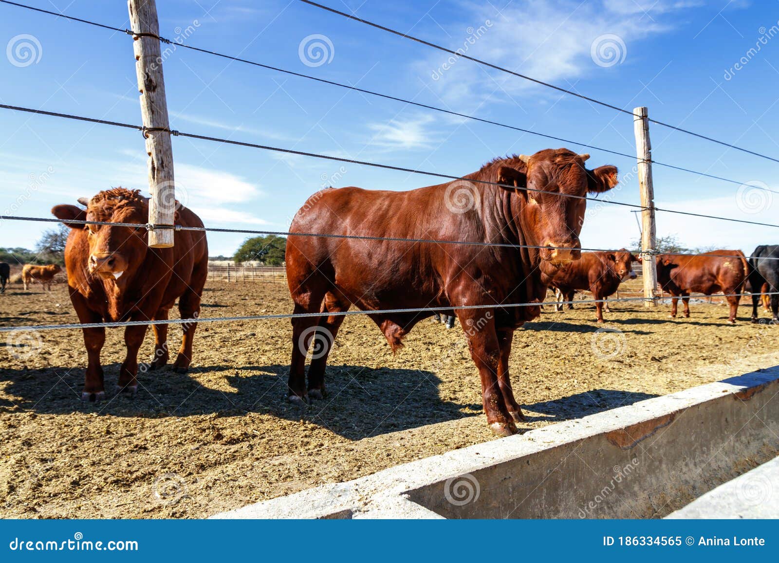 Cattle on an Organic and Natural Beef Farm Stock Image - Image of ...