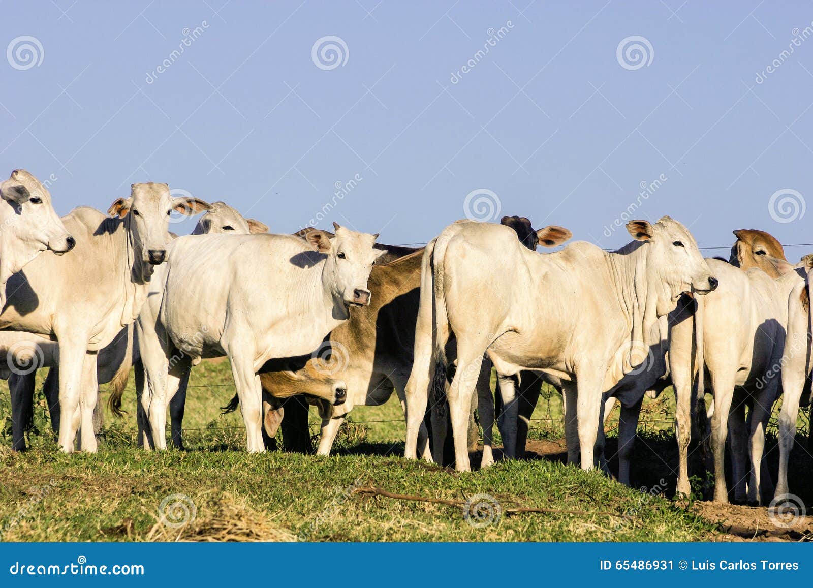 Cattle outdoor on a farm stock image. Image of animal - 65486931