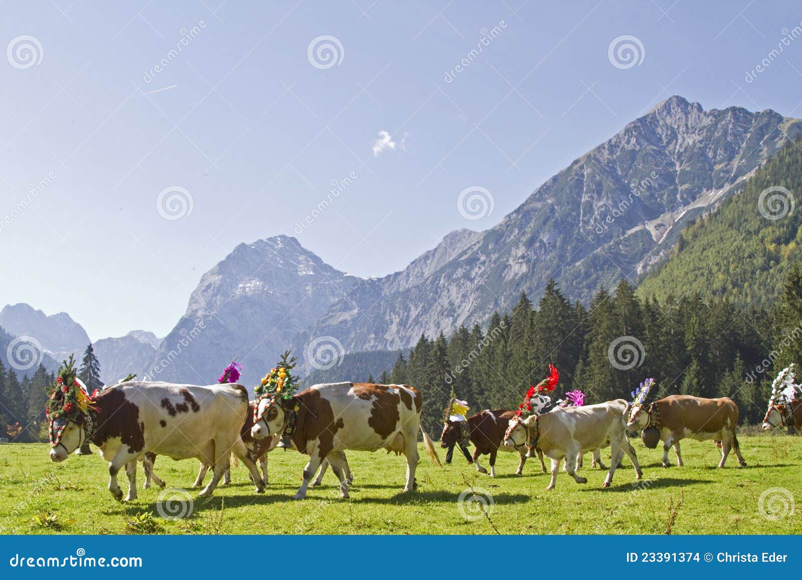Cattle output stock photo. Image of farming, cows, alpine - 23391374