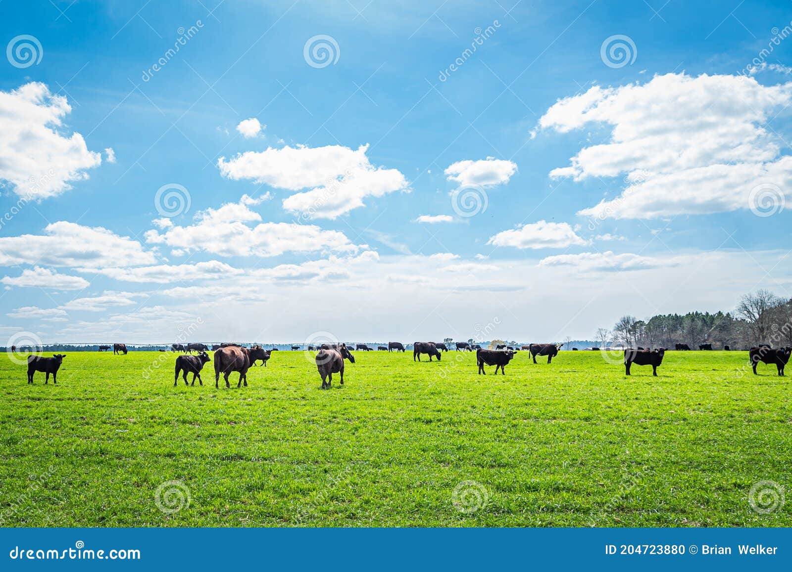 Cattle in a Pasture stock photo. Image of rural, beef - 204723880