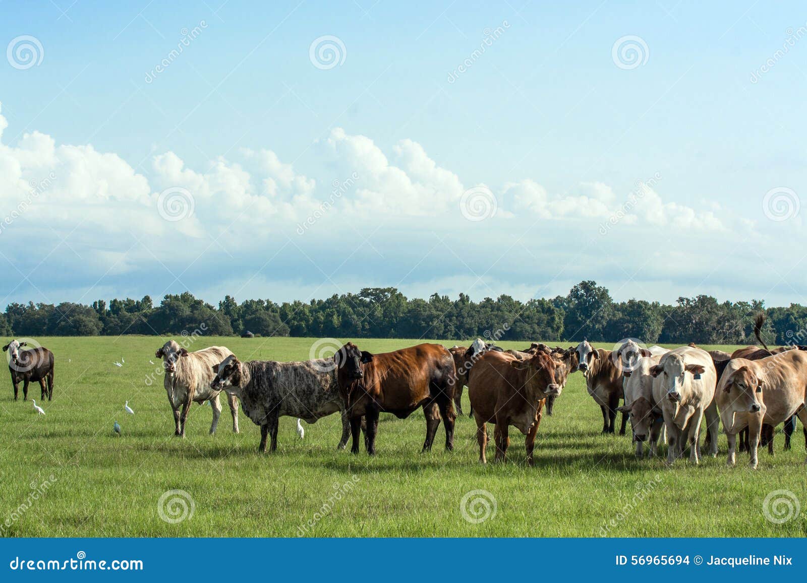 Cattle in Pasture Background Stock Photo - Image of grass, texas: 56965694