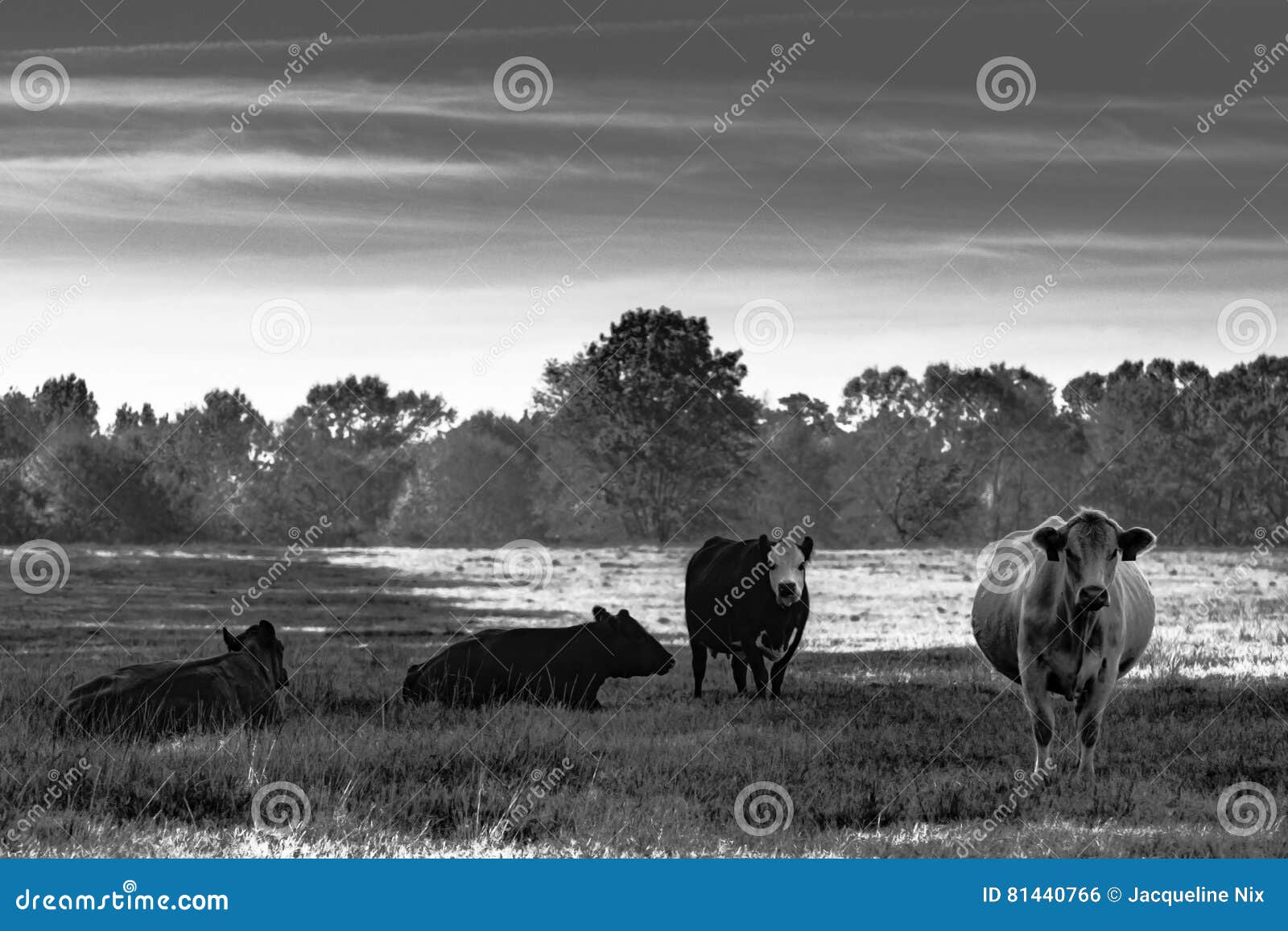 Cattle in pasture BW stock photo. Image of georgia, agriculture - 81440766