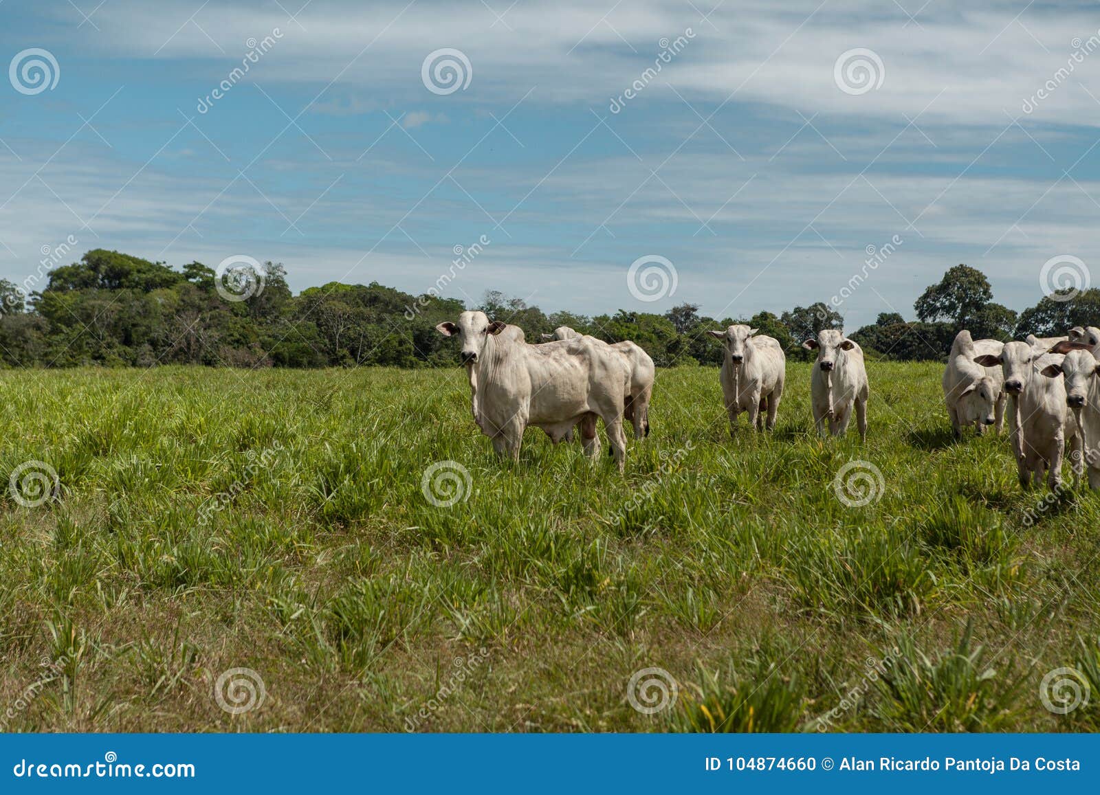 Cattle in the pasture stock photo. Image of river, farm - 104874660