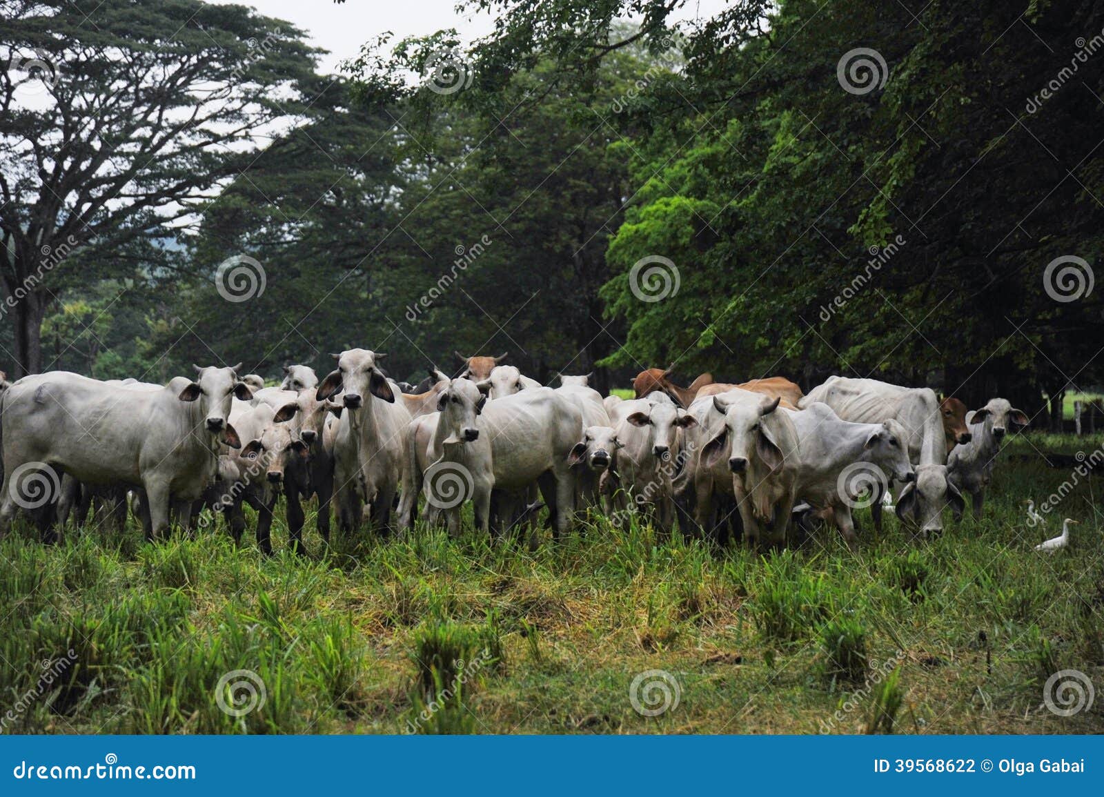 Cattle on the pasture stock photo. Image of skinny, livestock - 39568622