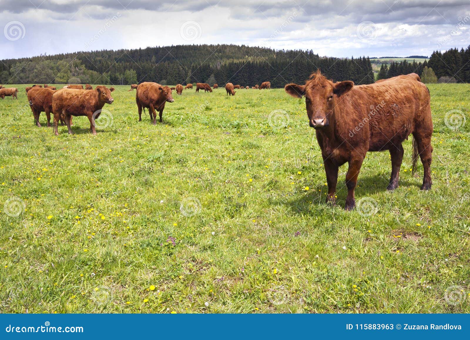 Cattle on pasture stock image. Image of pasture, animal - 115883963