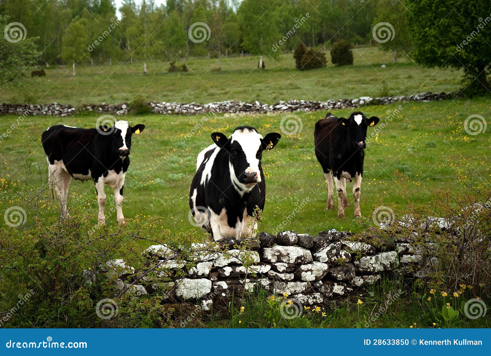 Cattle in Pasture Landscape Stock Photo - Image of black, grass: 28633850
