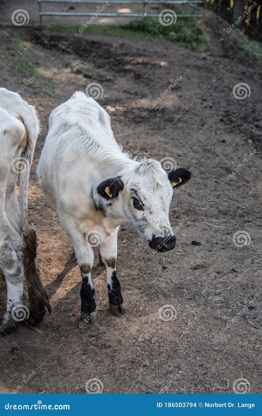 Cattle on pasture stock photo. Image of rinder, pasture - 186503794