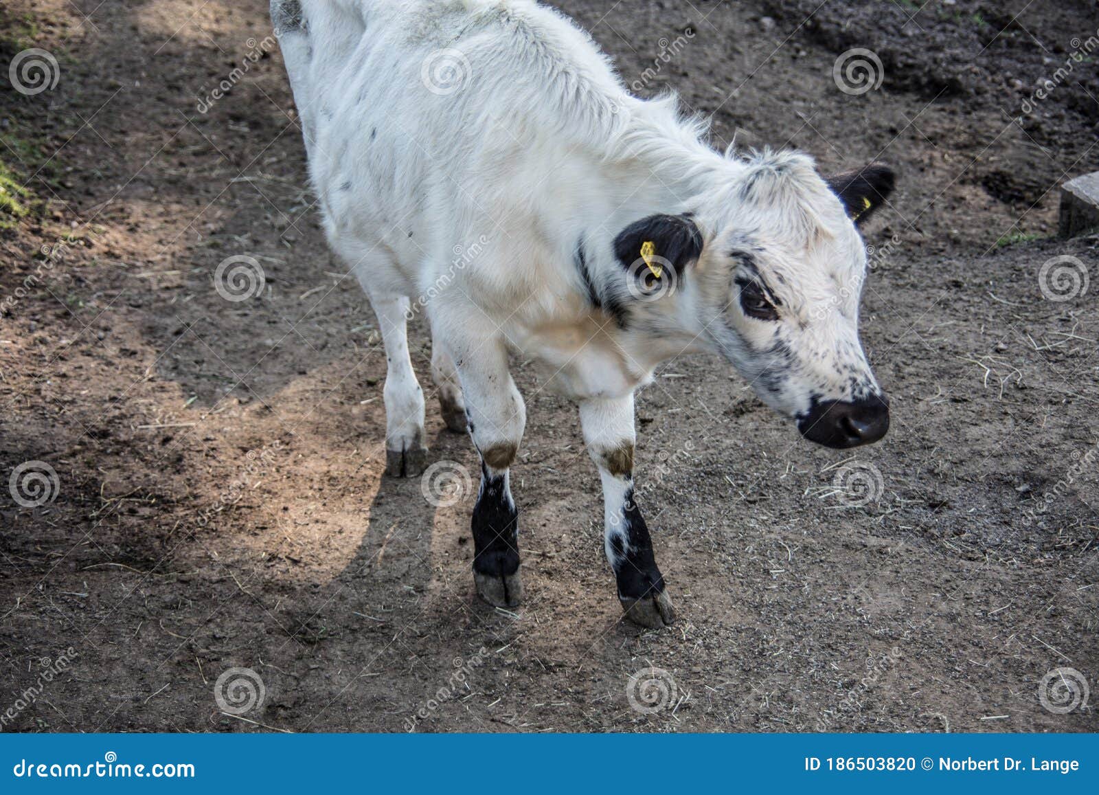 Cattle on pasture stock photo. Image of ruminating, fleischlieferant ...