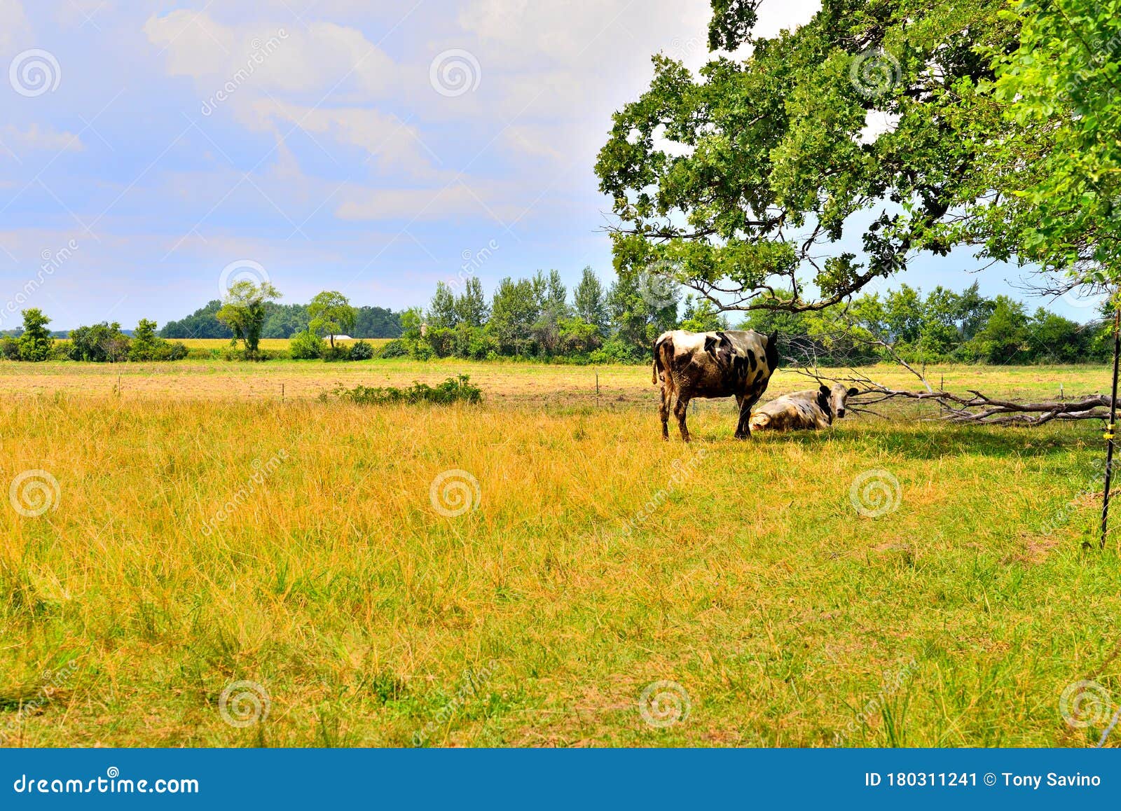 Some Cattle Resting Under a Tree Stock Image - Image of farming ...