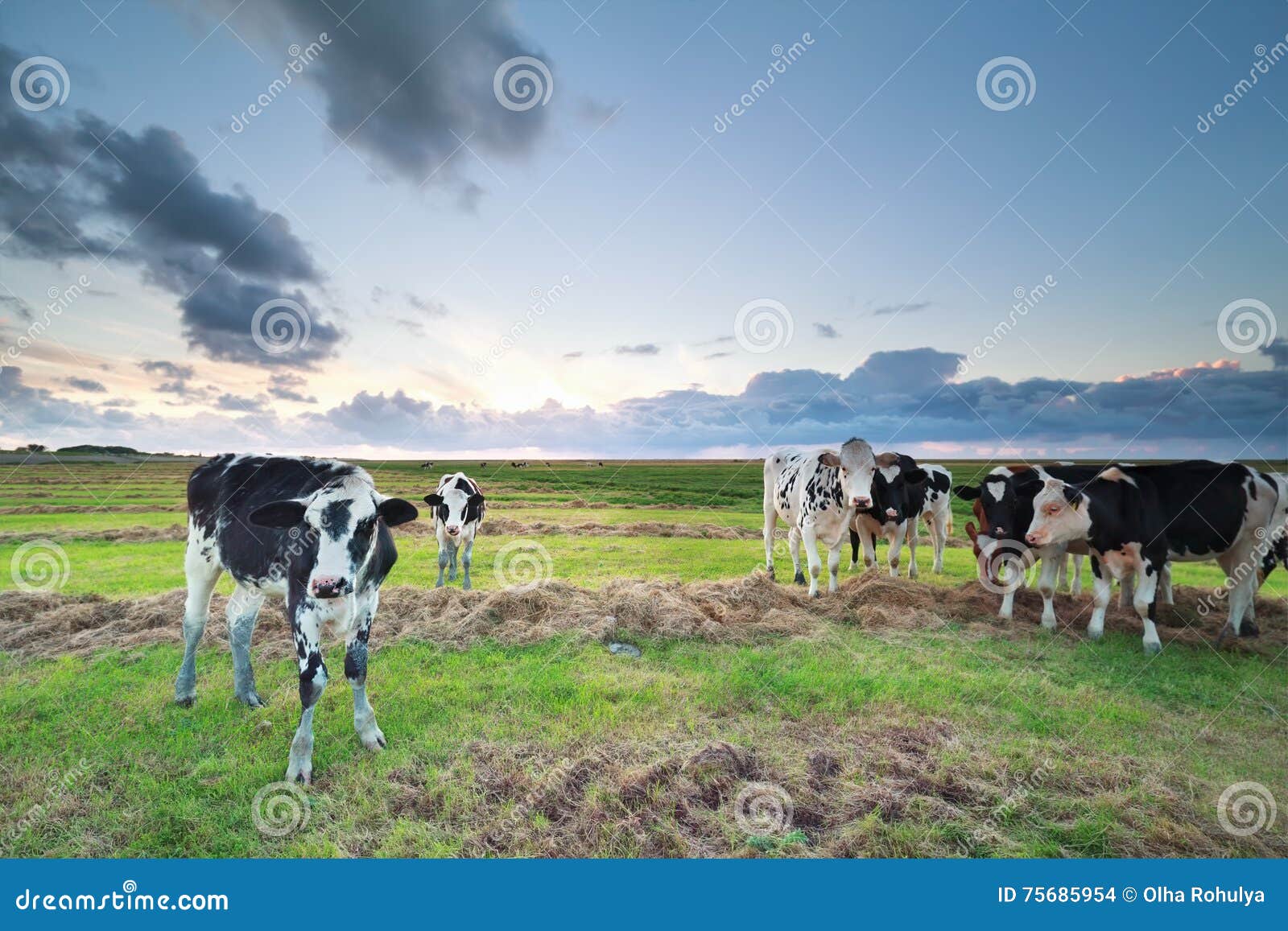Cattle on Pasture at Sunset Stock Photo - Image of cloud, holland: 75685954