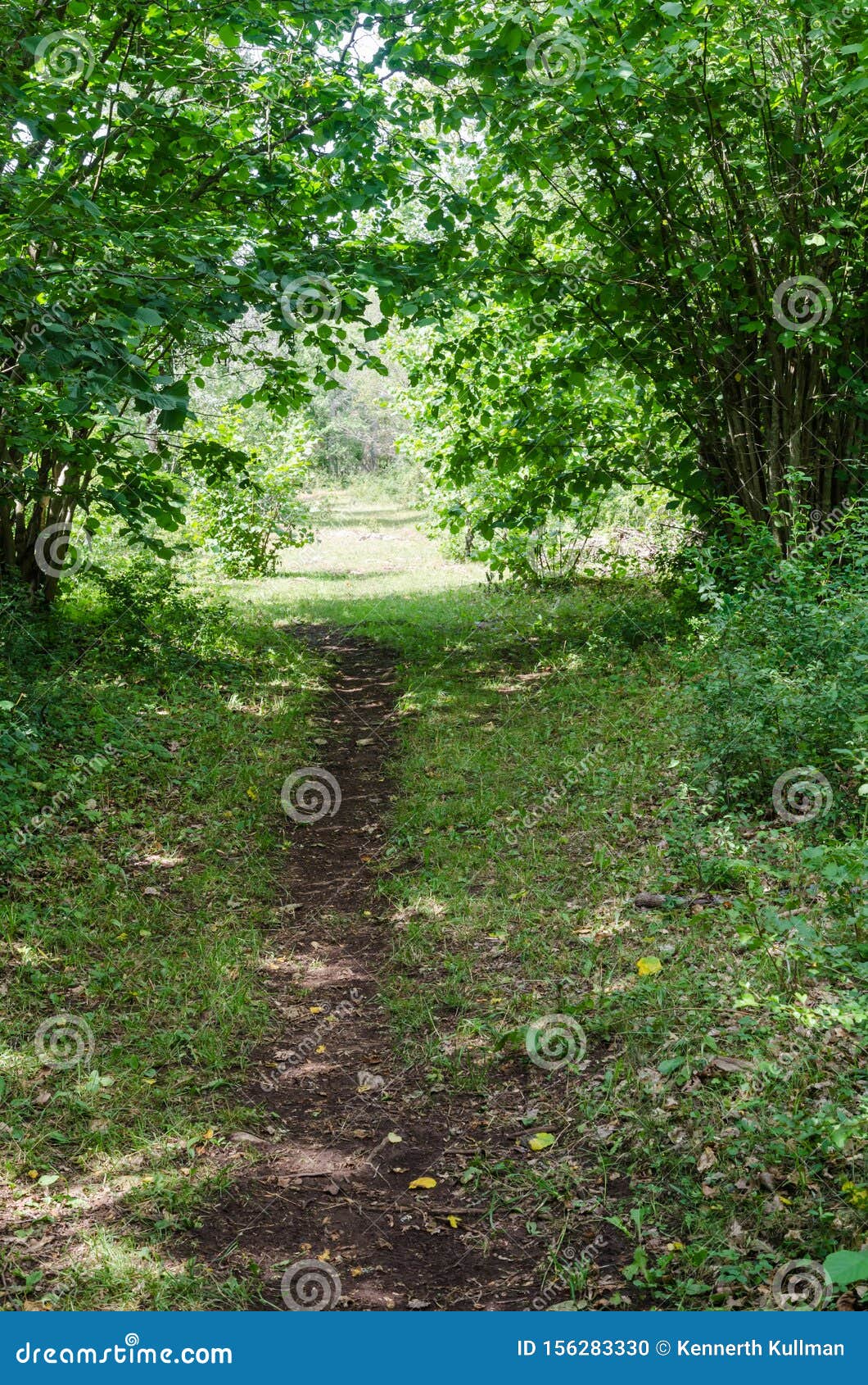 Cattle Path in Lush Greenery in the Countryside Stock Photo - Image of ...