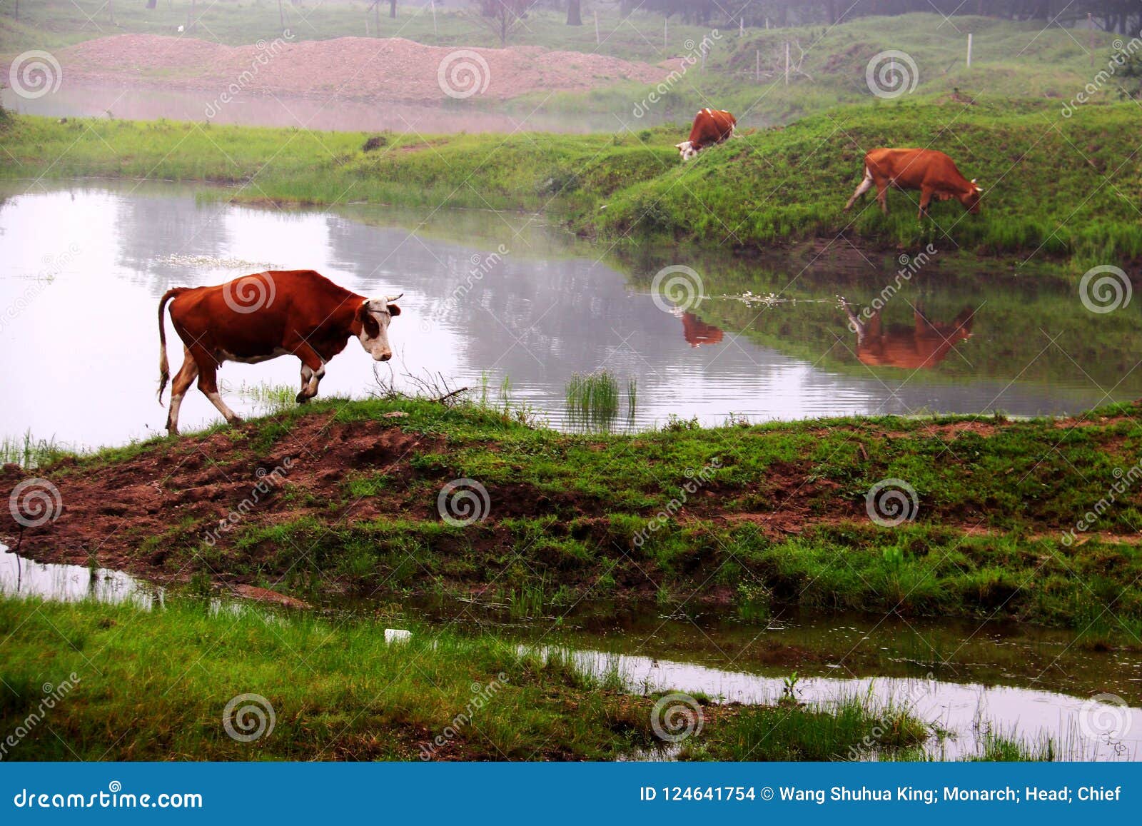 Cattle stock photo. Image of aegeridae, cold, goose - 124641754