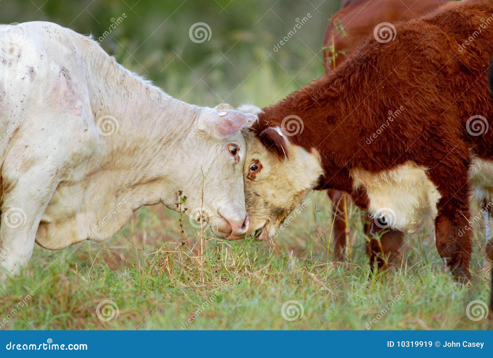 Cattle playing stock image. Image of livestock, farming - 10319919