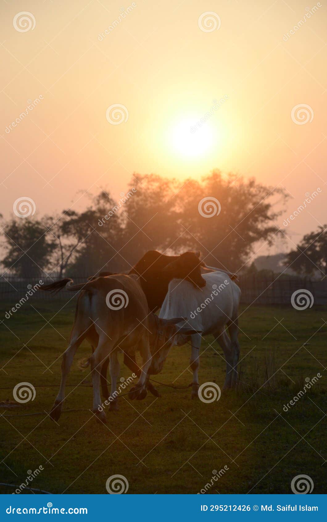 Cattle are Playing in a Field during Mid-day and Sunset View the ...