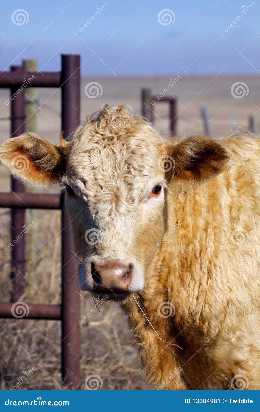Cattle Portrait stock image. Image of food, beef, animal - 13304981