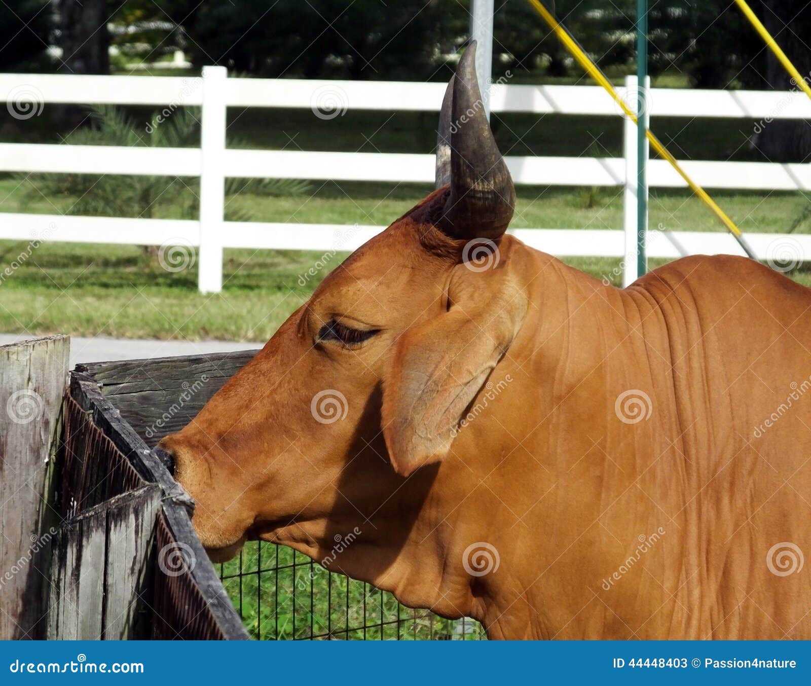 Cattle stock image. Image of mammal, bovine, farm, bull - 44448403
