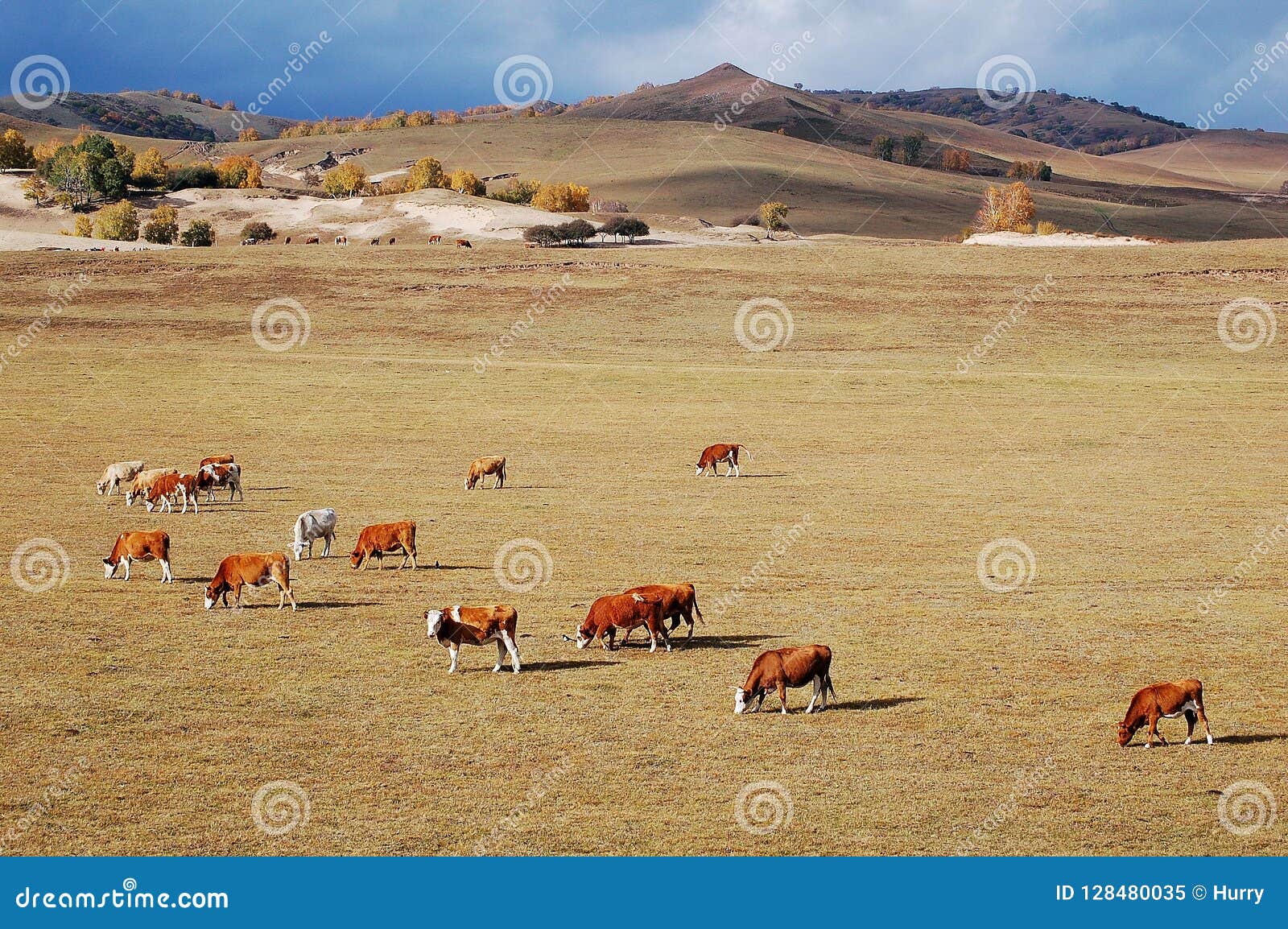 Cattle on the Prairie in Autumn Stock Image - Image of plant, fall ...