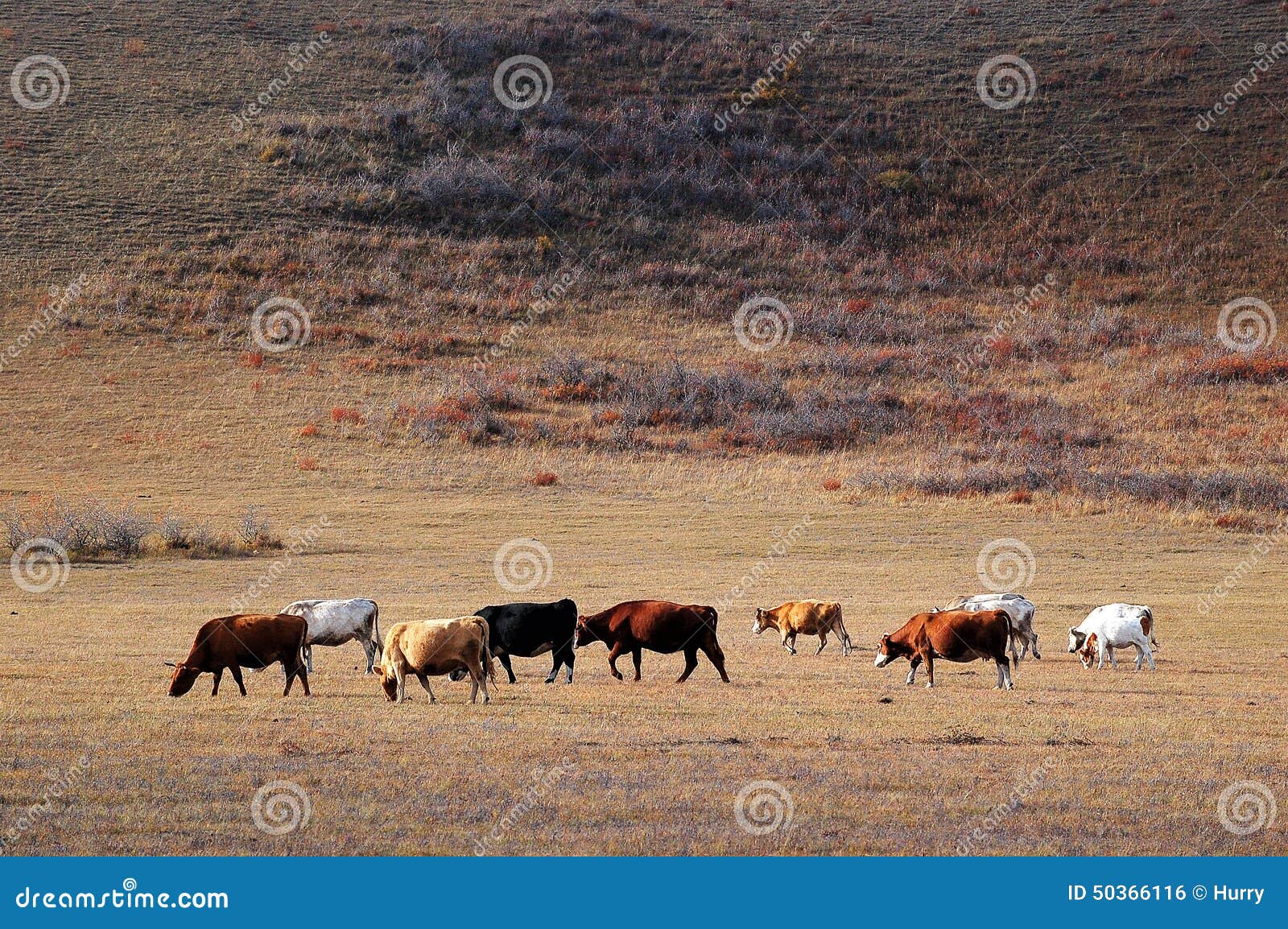 Cattle on the Prairie in Autumn Stock Photo - Image of natural, field ...
