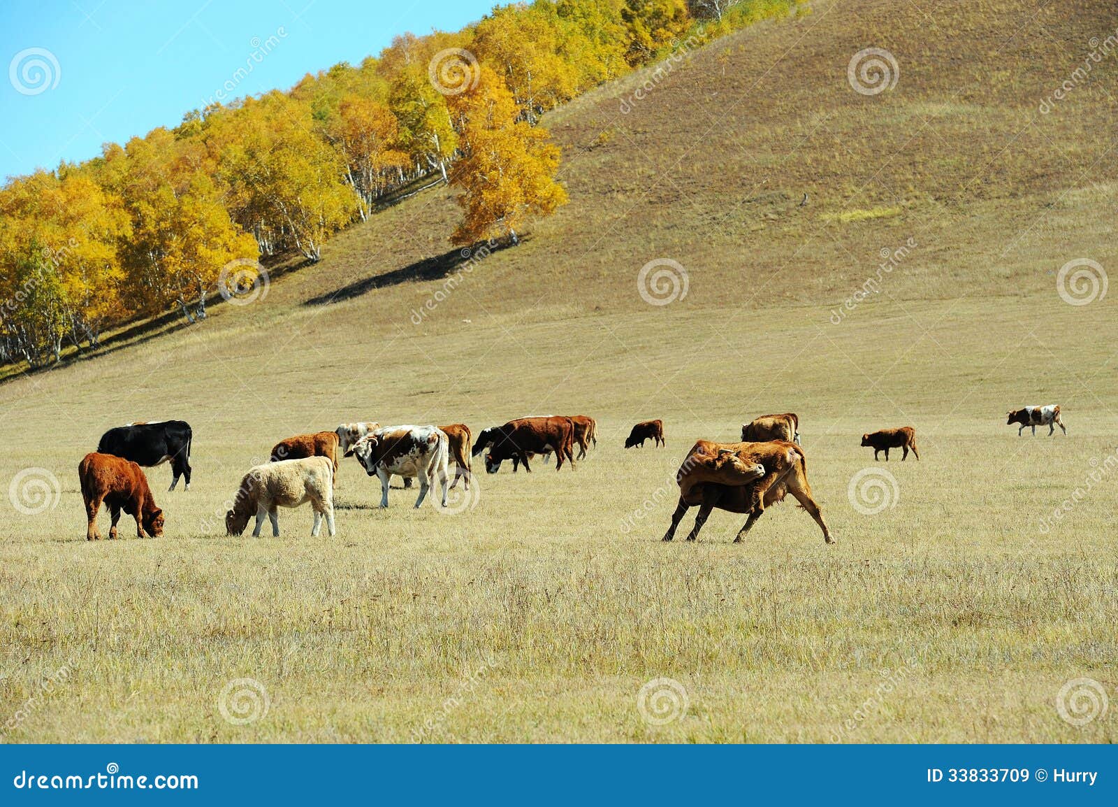 Cattle on the prairie stock image. Image of birch, graze - 33833709