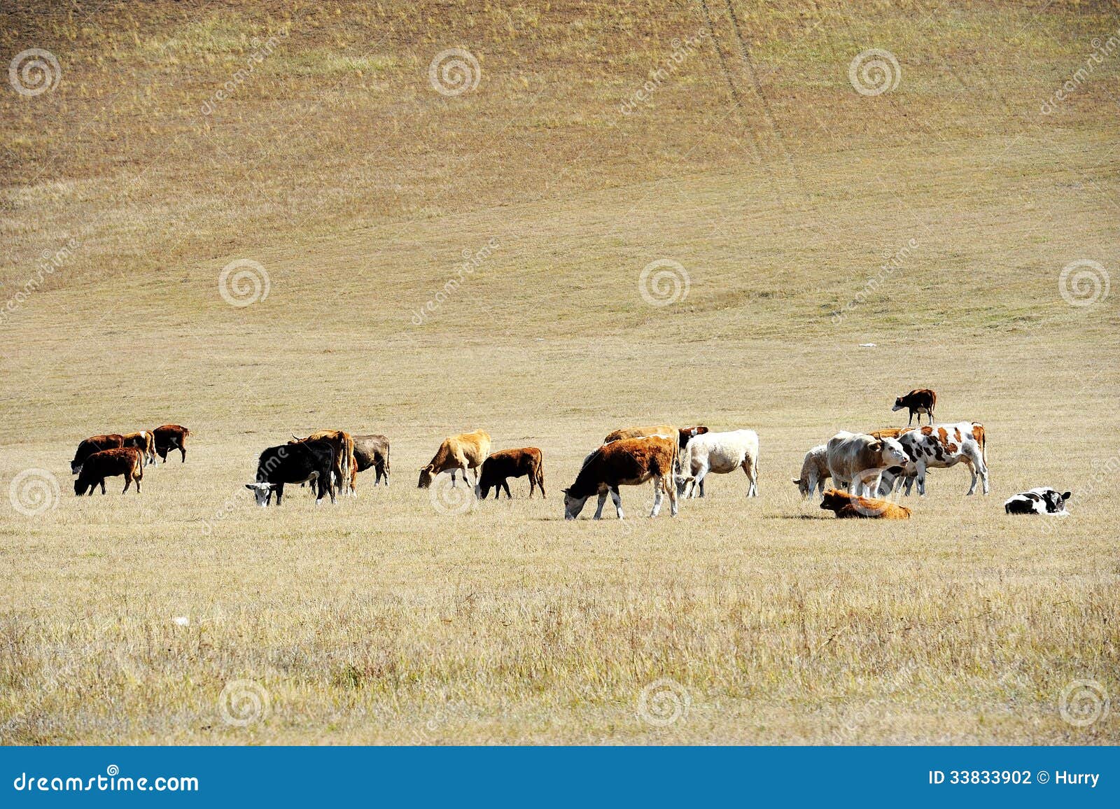 Cattle on the prairie stock photo. Image of birch, grassland - 33833902