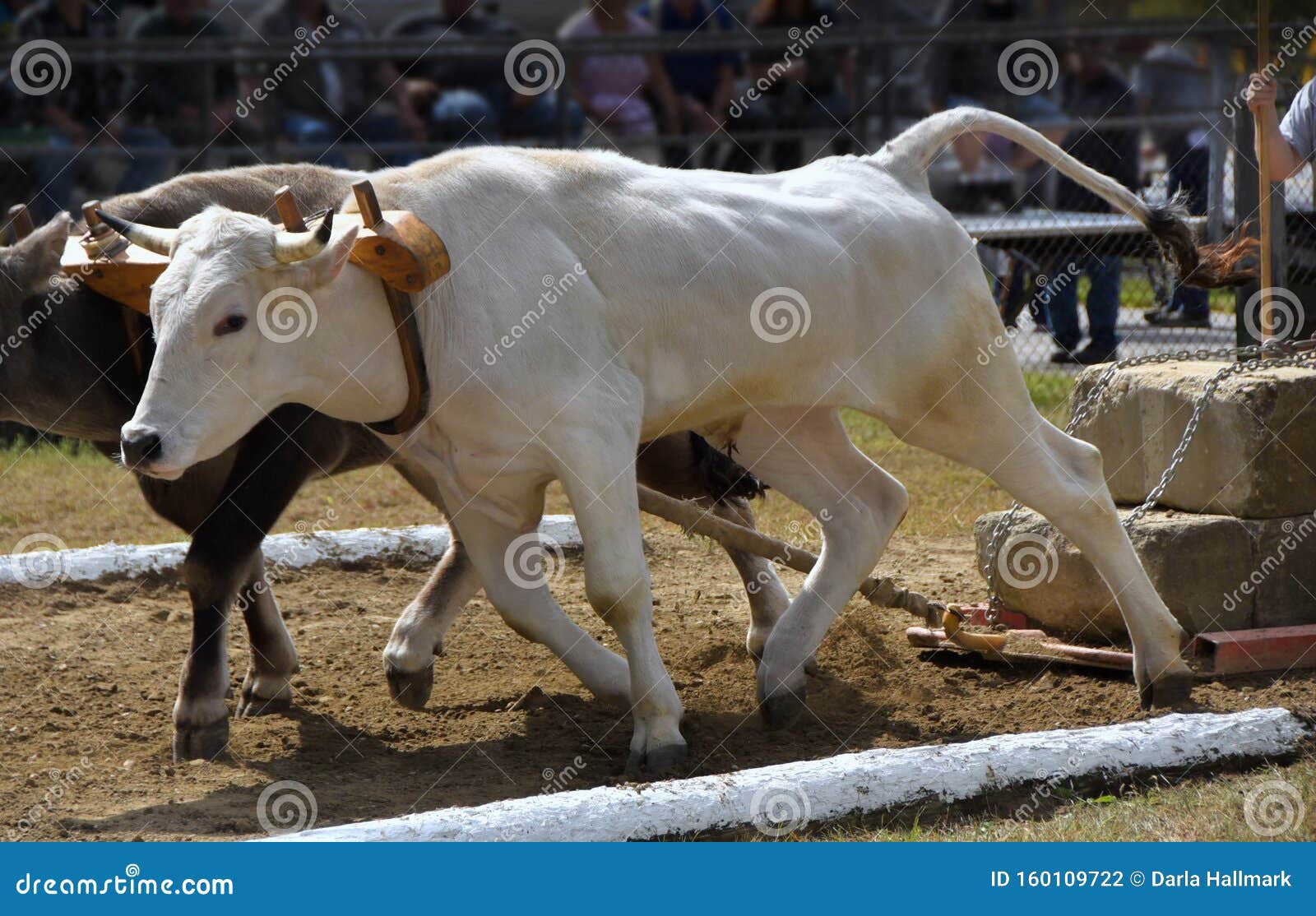 Cattle Pull at a County Fair. 5000 Pounds. Stock Photo - Image of ...
