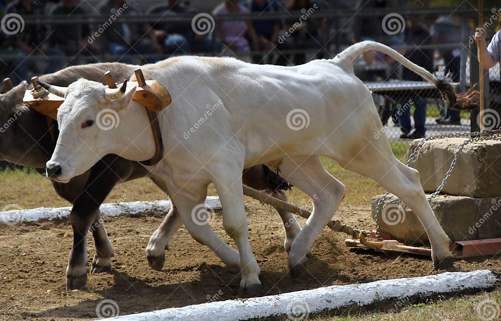 Cattle Pull at a County Fair. 5000 Pounds. Stock Photo - Image of ...