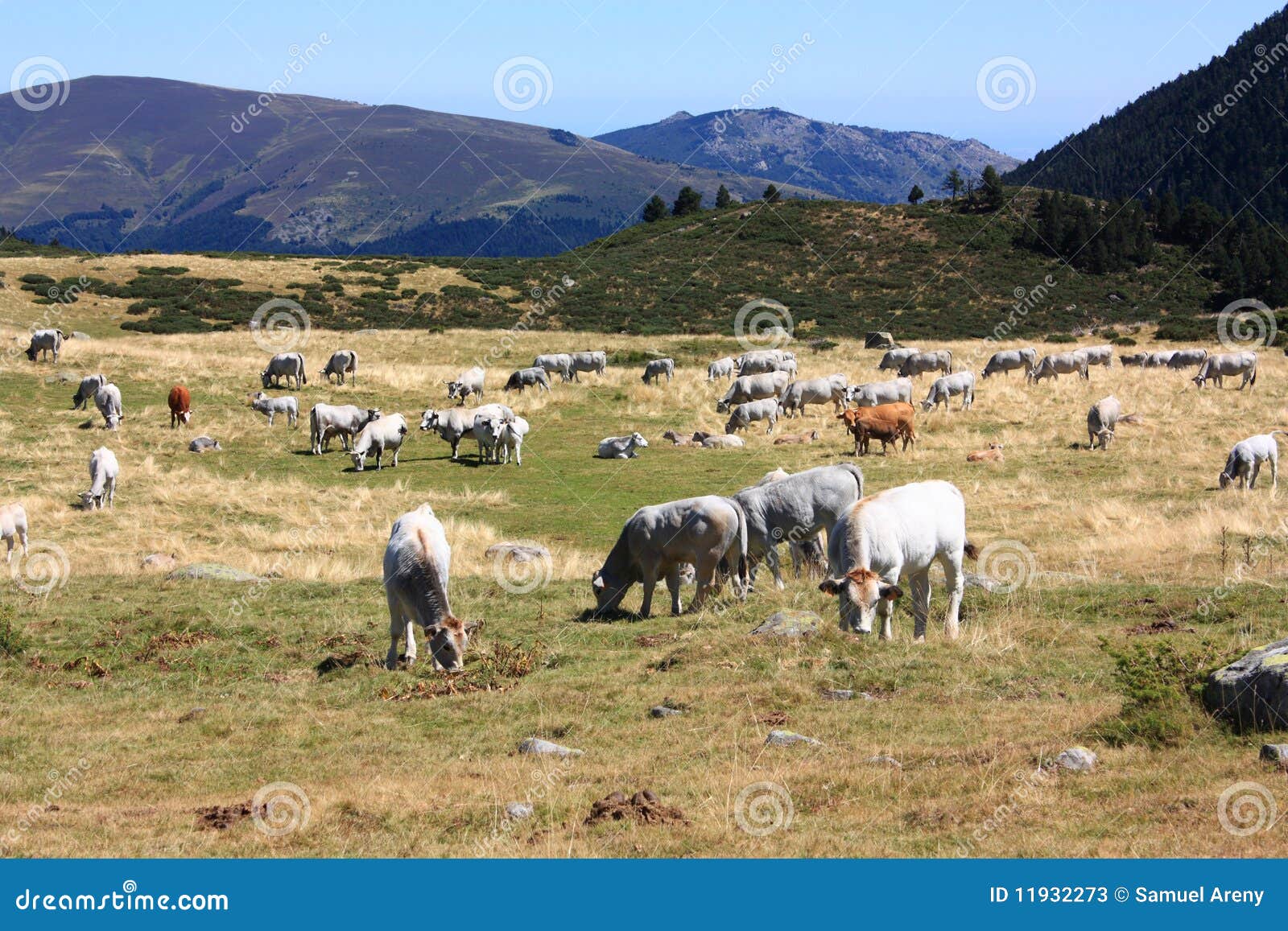 Cattle in Pyrenees stock image. Image of agriculture - 11932273