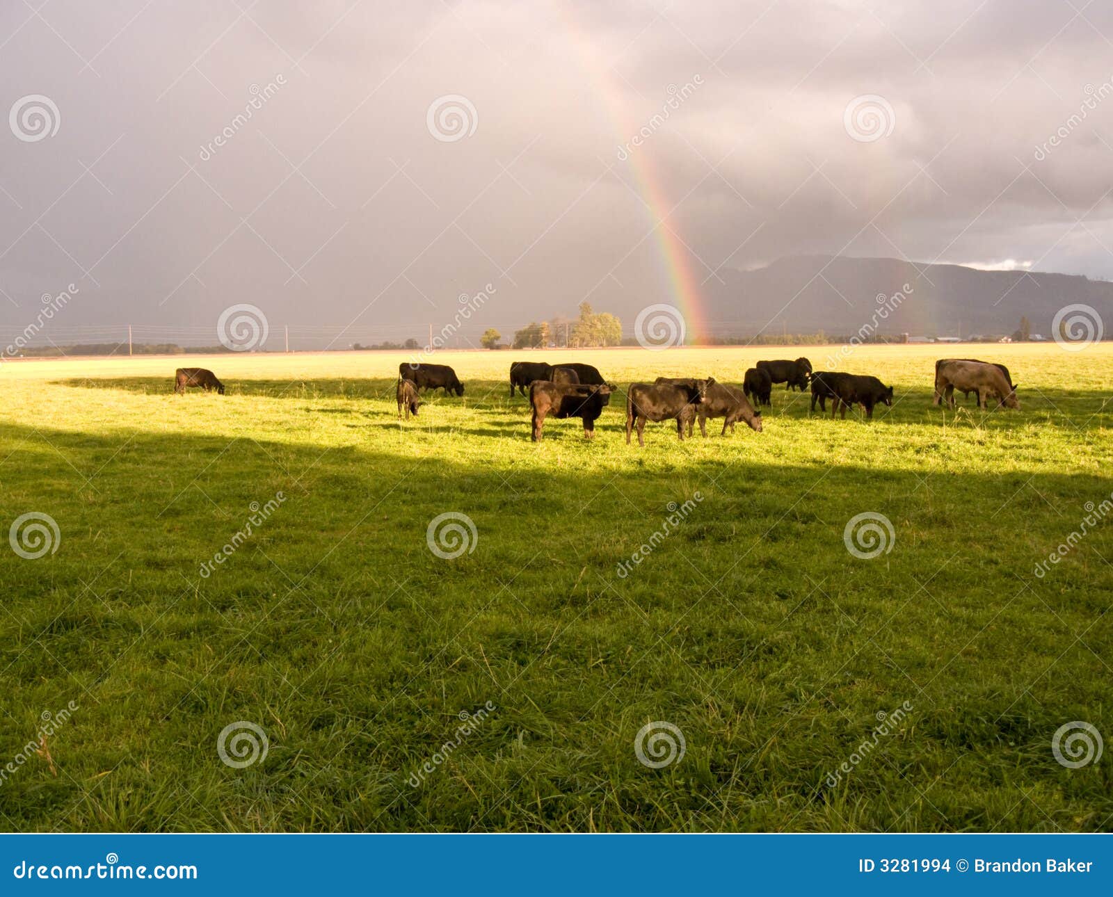 Cattle in the Rain stock photo. Image of angus, raining - 3281994