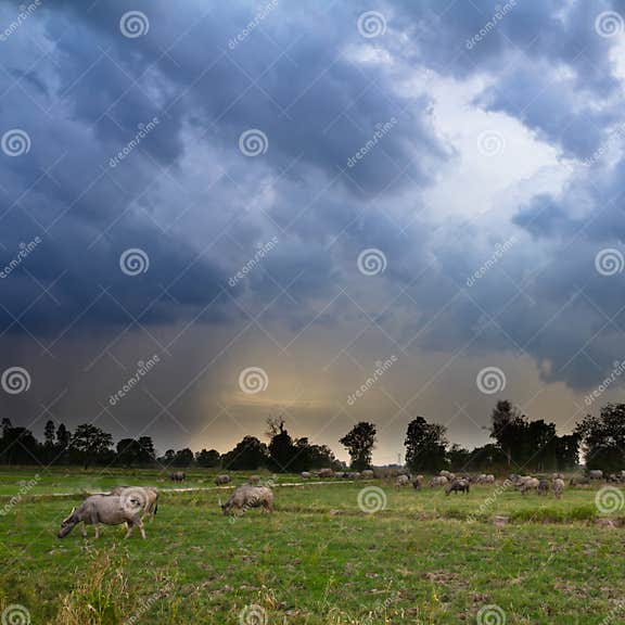 Cattle in rain storm stock photo. Image of landscape - 24916364
